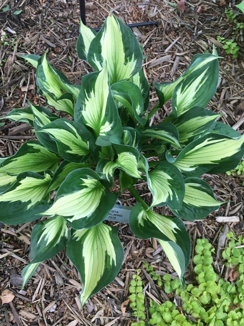Photo of the entire plant of Hosta 'Whirlwind' posted by ljb5966 ...