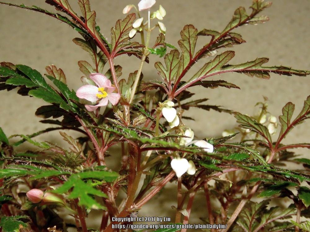 Photo of the stem, scape, stalk or bark of Begonia (Begonia ...
