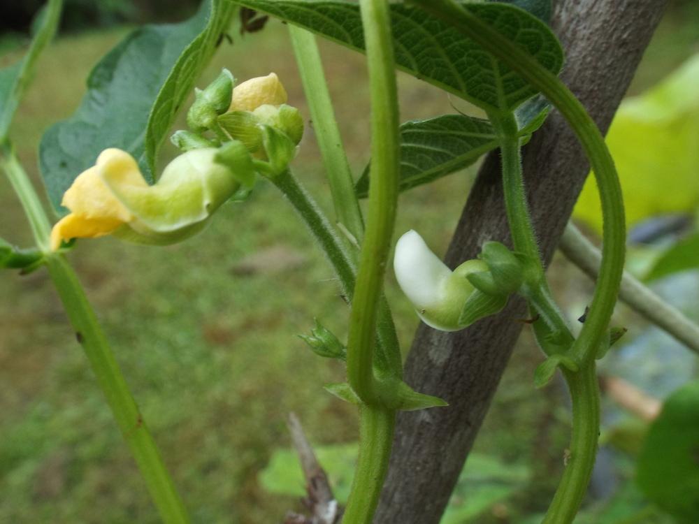 Greasy Bean (Phaseolus vulgaris 'Fox Family Greasy') in the Beans ...