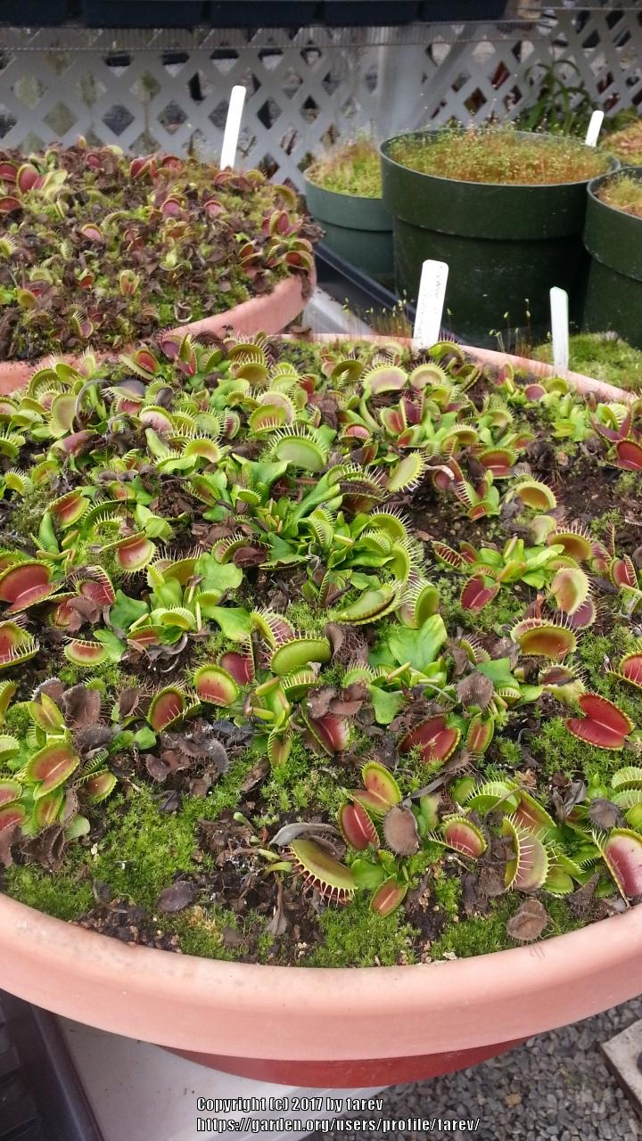 Venus Flytrap Terrarium in the Carnivorous Plants forum - Garden.org