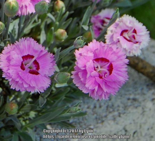 Whetman Pinks (Dianthus Star Double™ Pop Star) in the Dianthus Database ...
