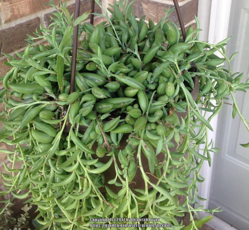 Photo of the entire plant of String of Bananas (Curio radicans) posted ...