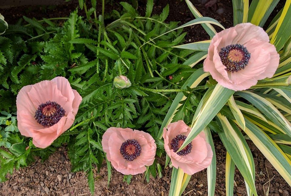 Poppy (Papaver orientale 'Turkish Delight') in the Poppies Database ...