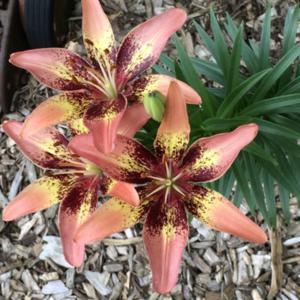 Lily (Lilium 'Tribal Dance') in the Lilies Database - Garden.org