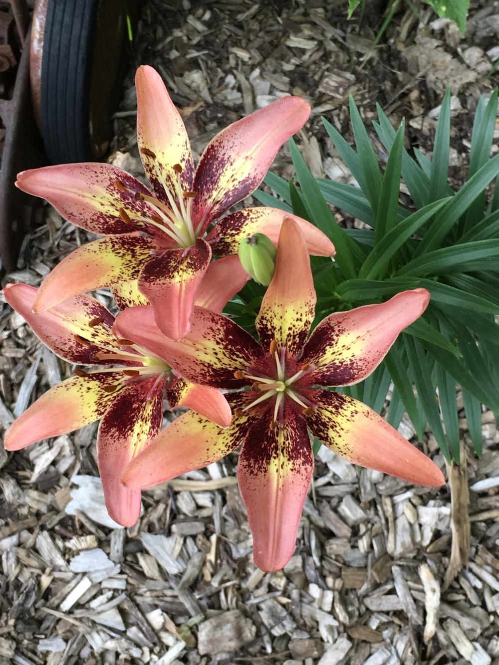Photo of the bloom of Lily (Lilium 'Tribal Dance') posted by Legalily ...