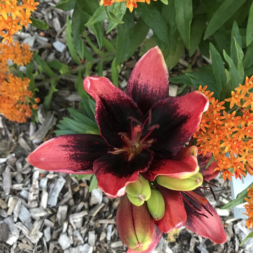 Photo of the bloom of Lily (Lilium Lily Looks™ Tiny Poems) posted by ...