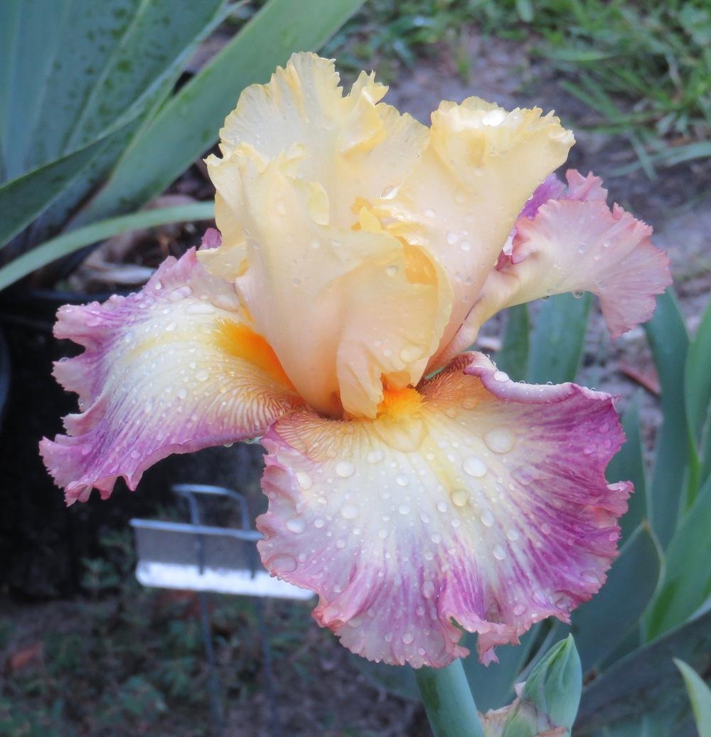 Photo of the bloom of Tall Bearded Iris (Iris 'Raspberry Lemonade') posted by QHBarbie - Garden.org