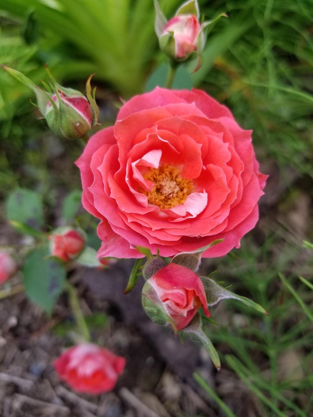 Rose (Rosa 'Torch of Liberty') in the Roses Database - Garden.org