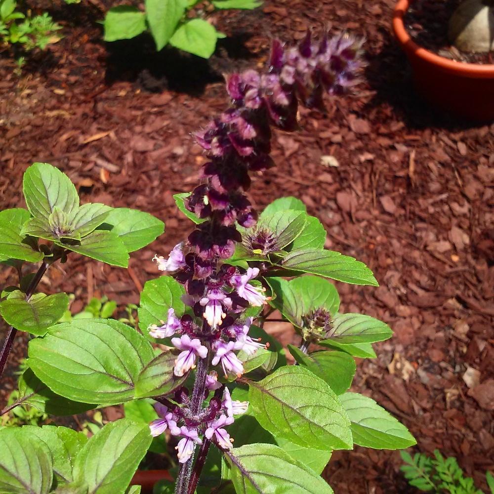 Photo of the bloom of African Blue Basil (Ocimum 'African Blue') posted ...