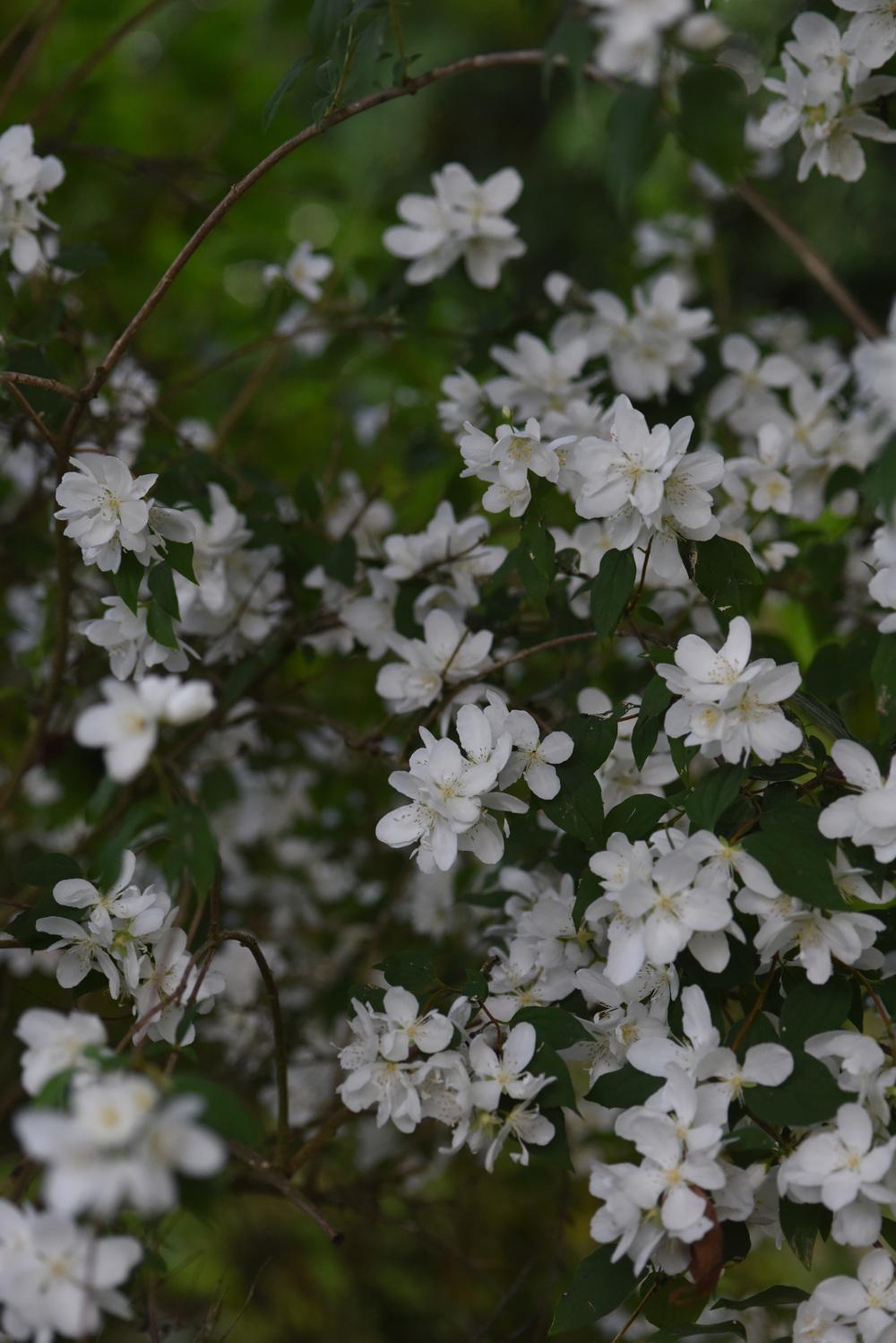Mock Oranges: Plant Care and Collection of Varieties - Garden.org
