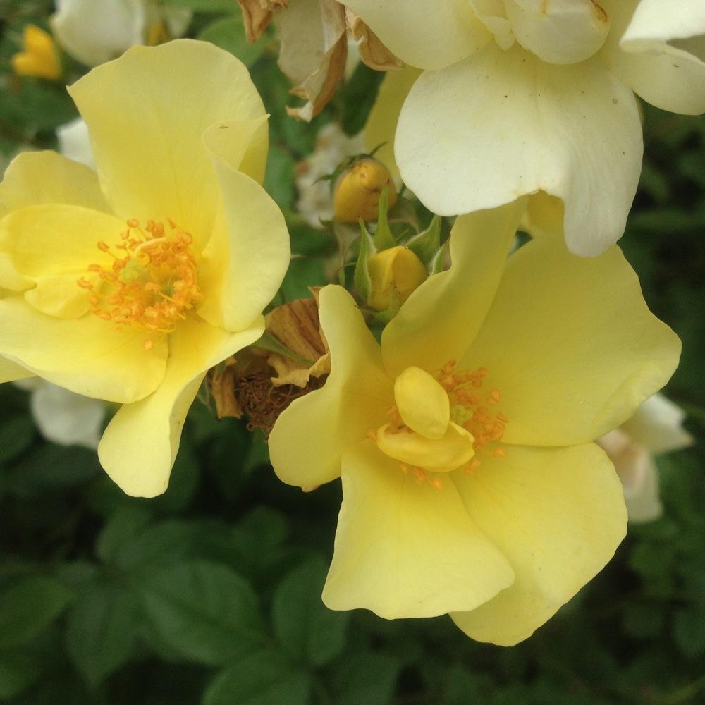 Rose (Rosa 'Limoncello') in the Roses Database - Garden.org