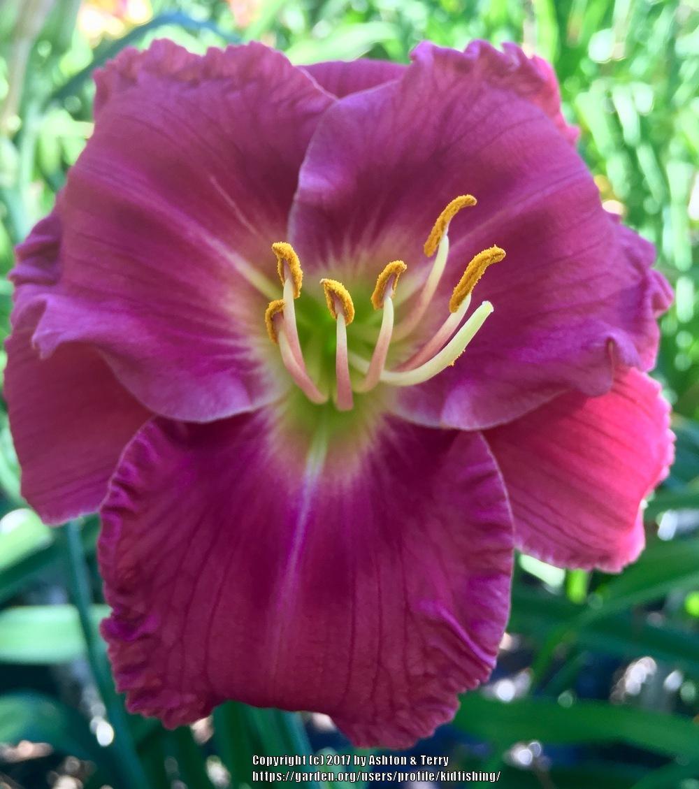 Daylily (Hemerocallis 'Raspberry Bouquet') in the Daylilies Database ...