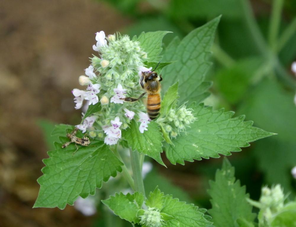 Catmints: Plant Care and Collection of Varieties - Garden.org