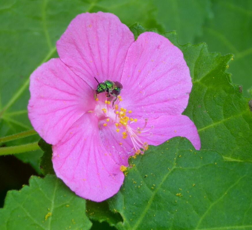 Shell Flowers (Pavonia): Plant Care and Collection of Varieties ...