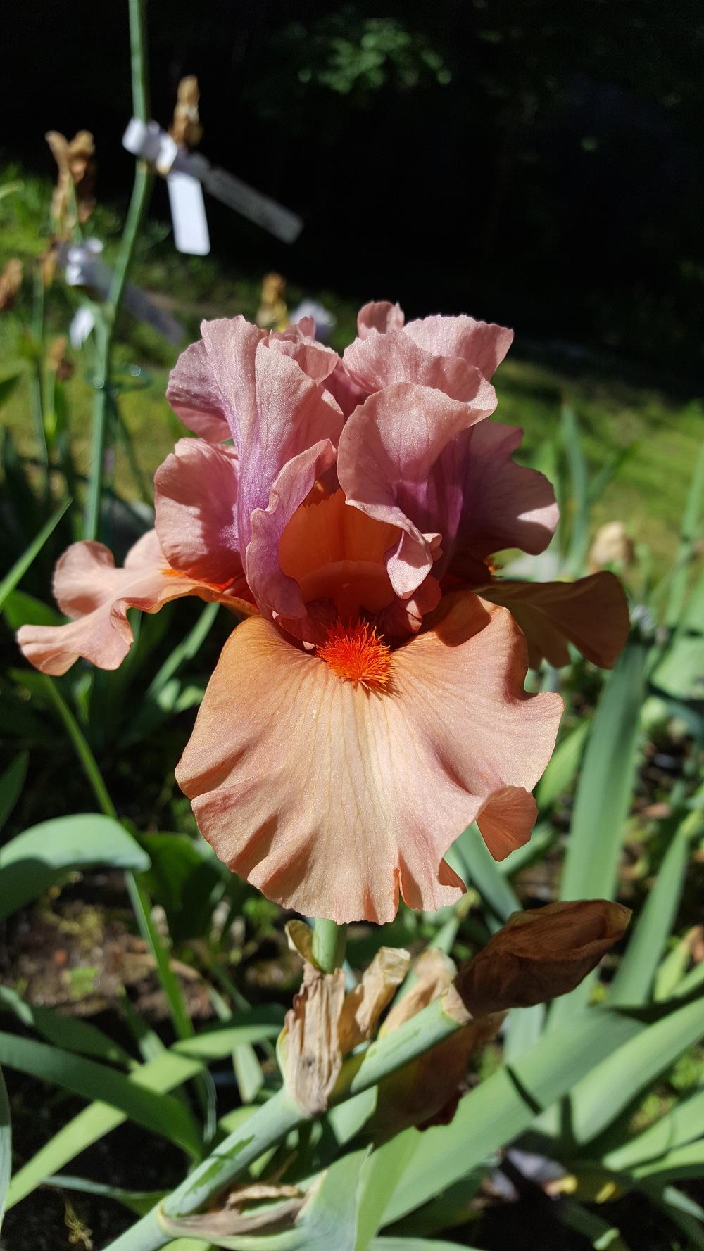Tall Bearded Iris (Iris 'What a Beard!') in the Irises Database ...