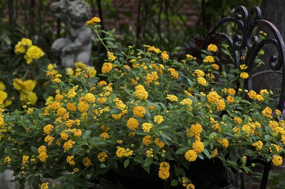 Lantana (Lantana camara Bandana® Trailing Gold) in the Lantanas ...