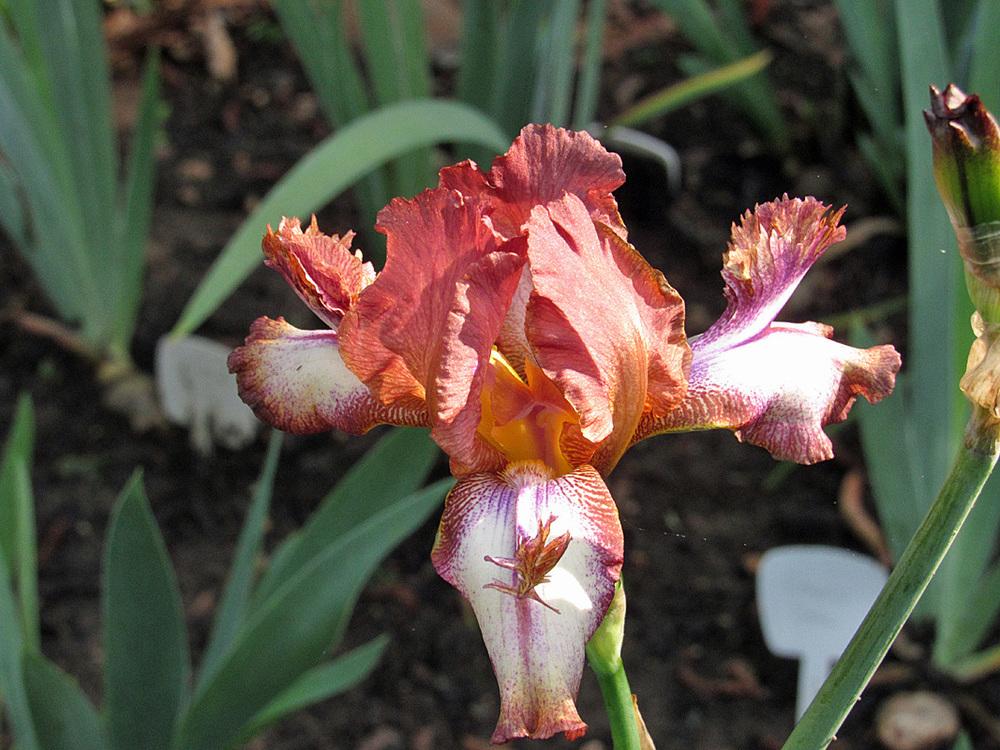 Tall Bearded Iris (Iris 'Super Frill') in the Irises Database - Garden.org