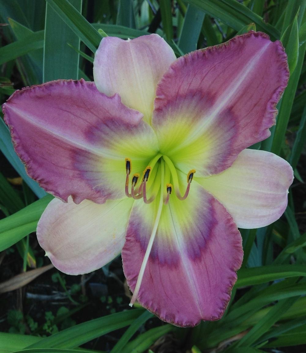 Daylily (Hemerocallis 'Possum Pappy') in the Daylilies Database ...