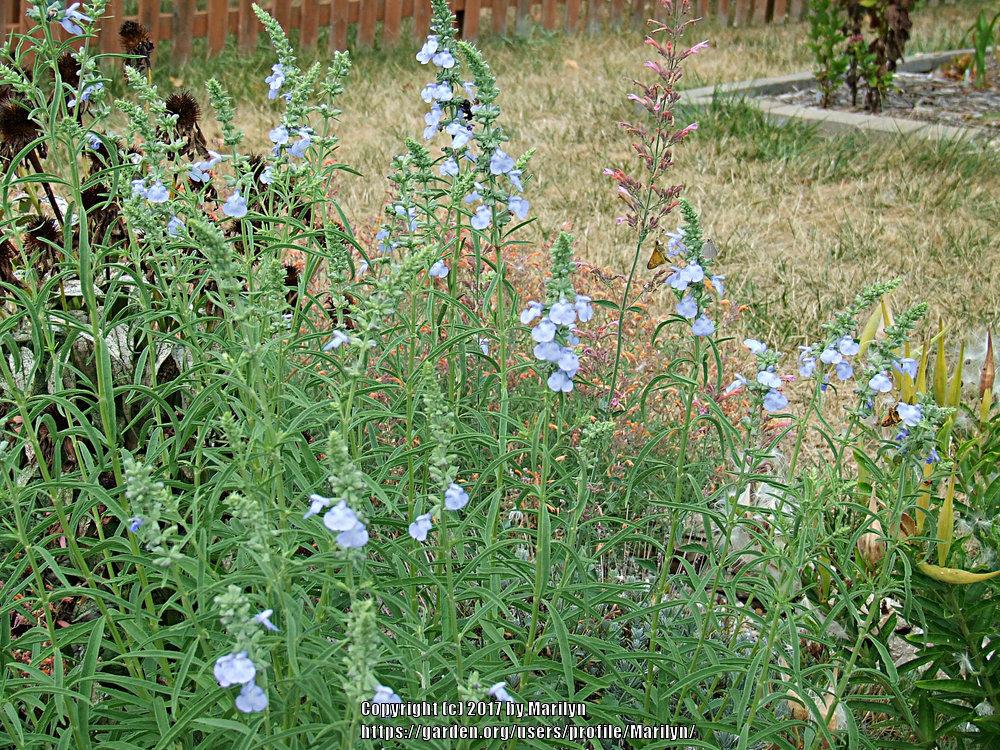Photo of the bloom of Blue Sage (Salvia azurea 'Nekan') posted by ...