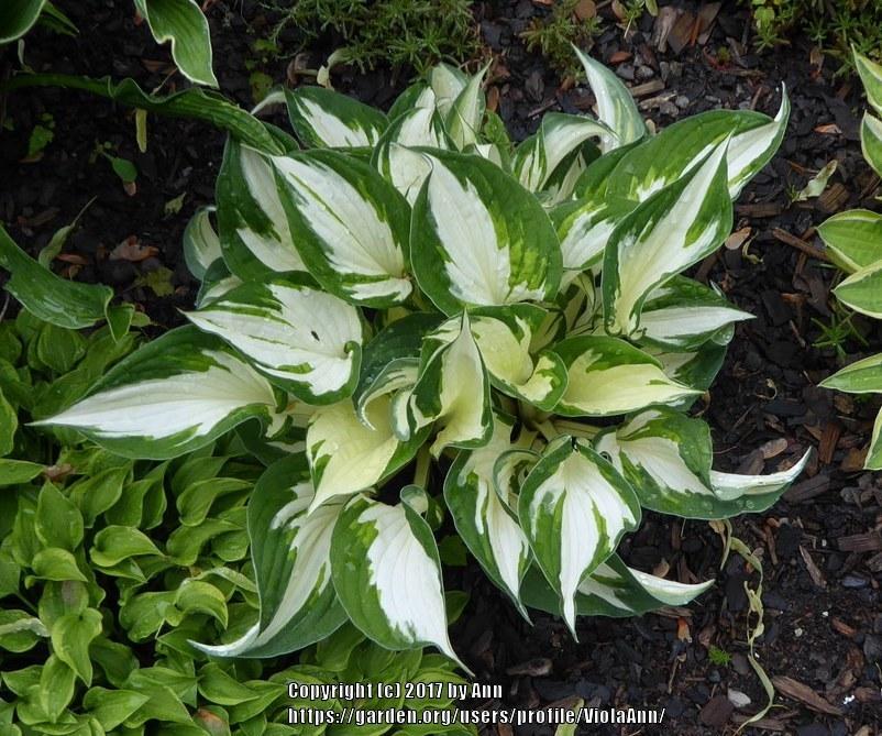 Photo of the entire plant of Hosta 'Fire and Ice' posted by ViolaAnn ...