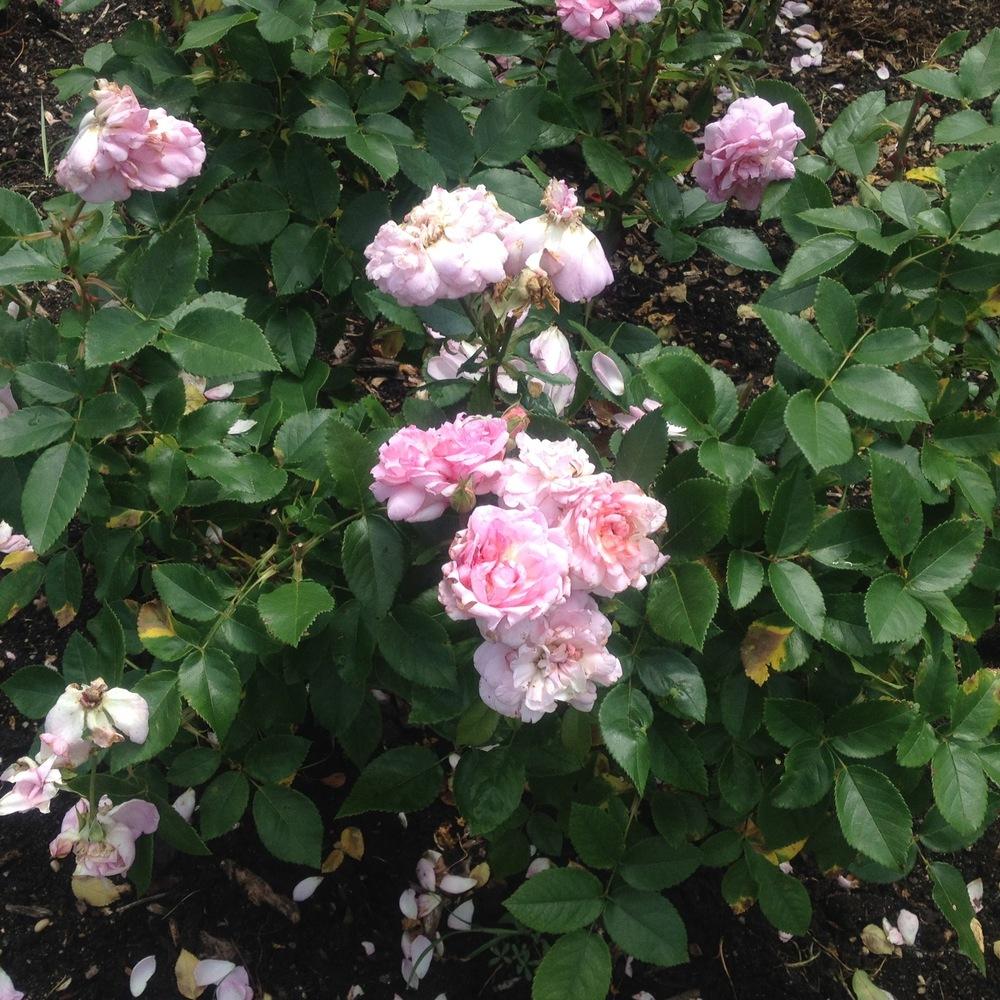 Photo of the entire plant of Rose (Rosa 'Orchid Romance') posted by ...