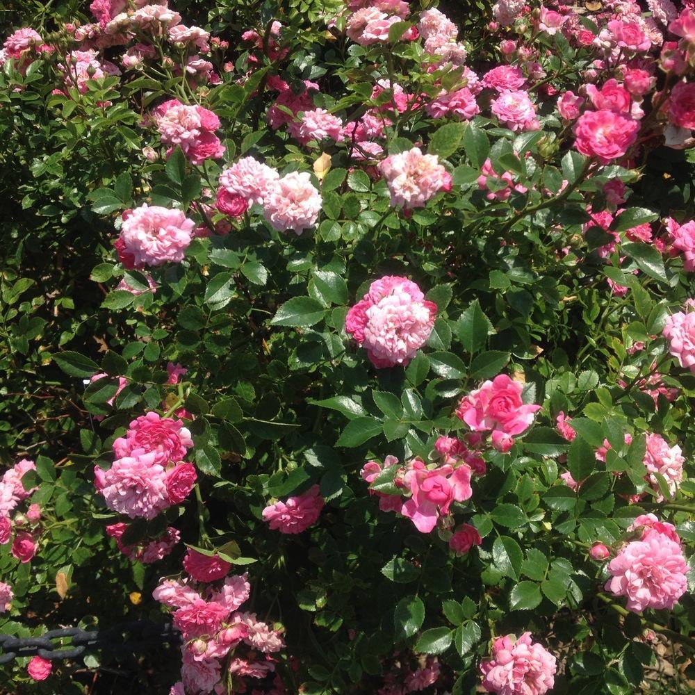 Rose (Rosa 'Pepita') in the Roses Database - Garden.org