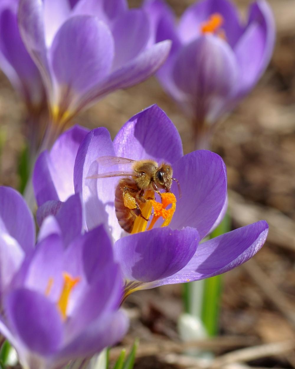 Crocus (Crocus etruscus 'Zwanenburg') in the Crocus Database - Garden.org