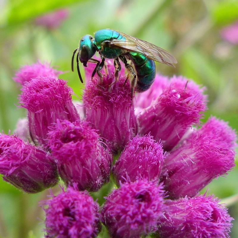 Photo of the bloom of Saltmarsh Fleabane (Pluchea odorata) posted by ...