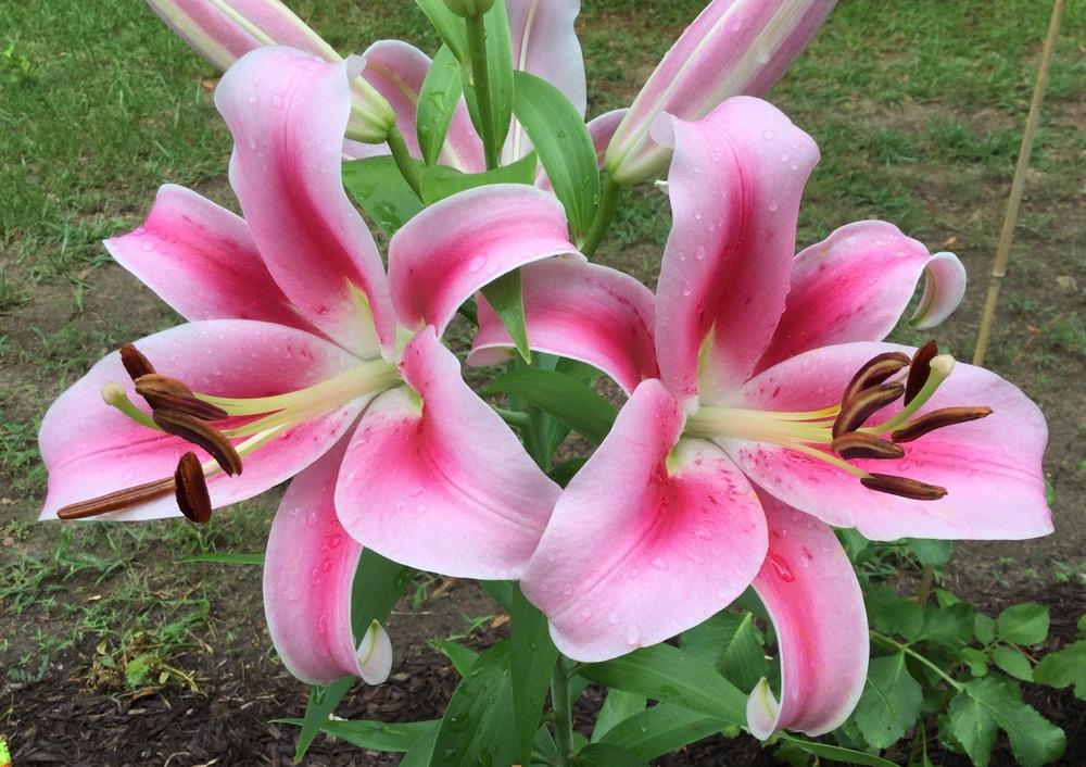 Lily (Lilium 'Frontera') in the Lilies Database - Garden.org