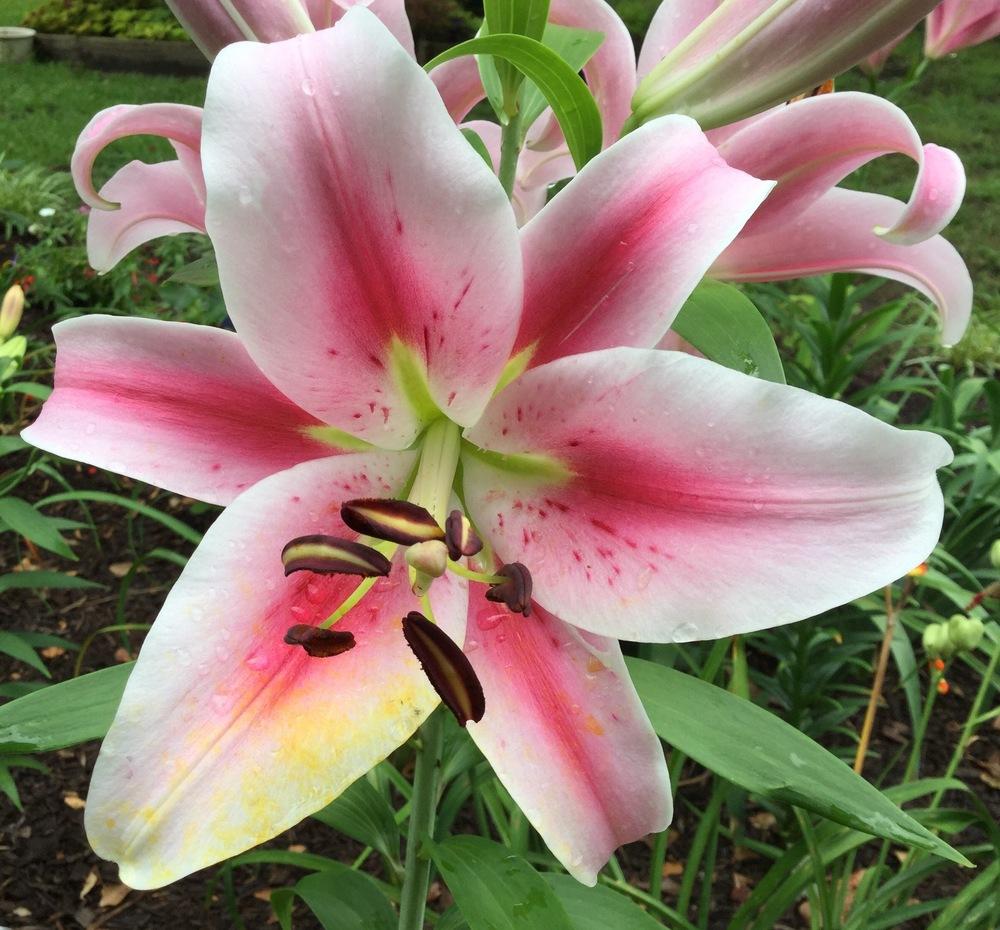 Photo of the bloom of Lily (Lilium 'Frontera') posted by scflowers ...