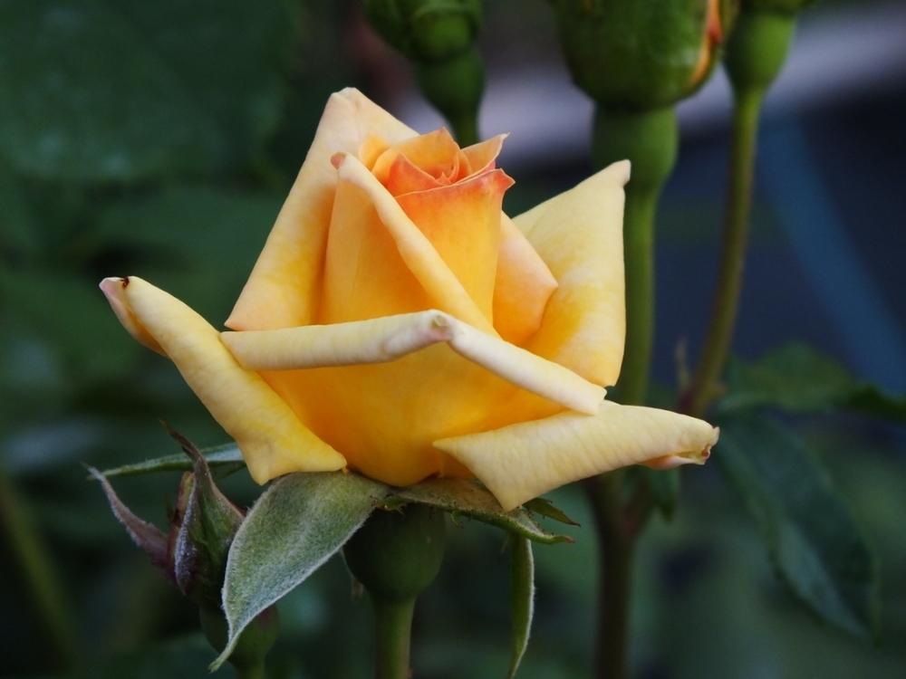 Rose (Rosa 'Ffion') in the Roses Database - Garden.org