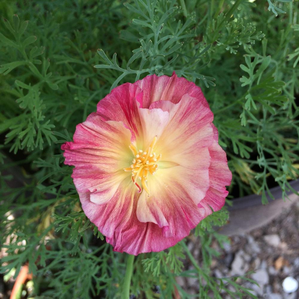 California Poppy (Eschscholzia californica 'Watermelon Heaven ...