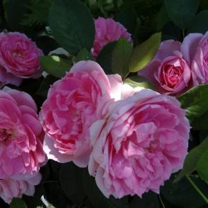 Rose (Rosa 'Prairie Joy') in the Roses Database - Garden.org