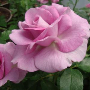 Rose (Rosa 'Violet's Pride') in the Roses Database - Garden.org