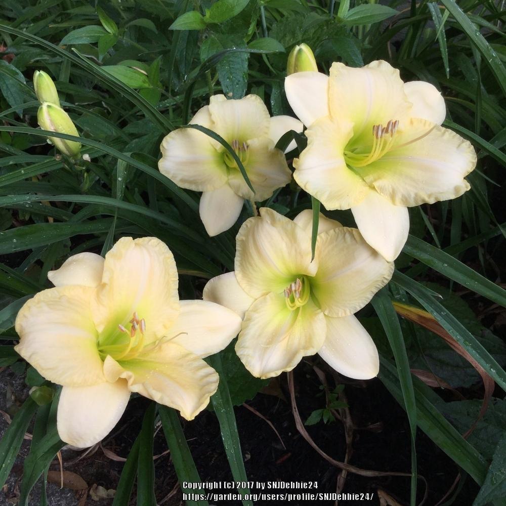 Daylily (Hemerocallis 'Sadie Lou') in the Daylilies Database - Garden.org