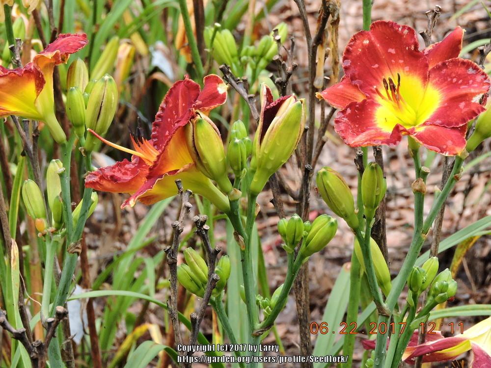 Daylily of the Day: Jay Turman in the Plants of the Day forum - Garden.org