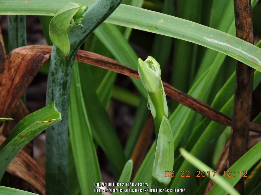 Daylily of the Day: Jay Turman in the Plants of the Day forum - Garden.org