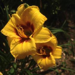 Daylily (Hemerocallis 'Siloam June Bug') in the Daylilies Database ...