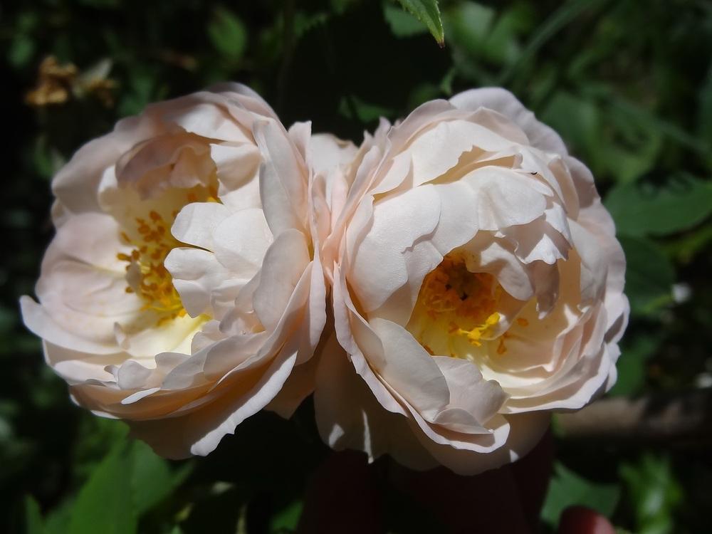 Photo of the bloom of Rose (Rosa 'El Ariana') posted by Orsola - Garden.org