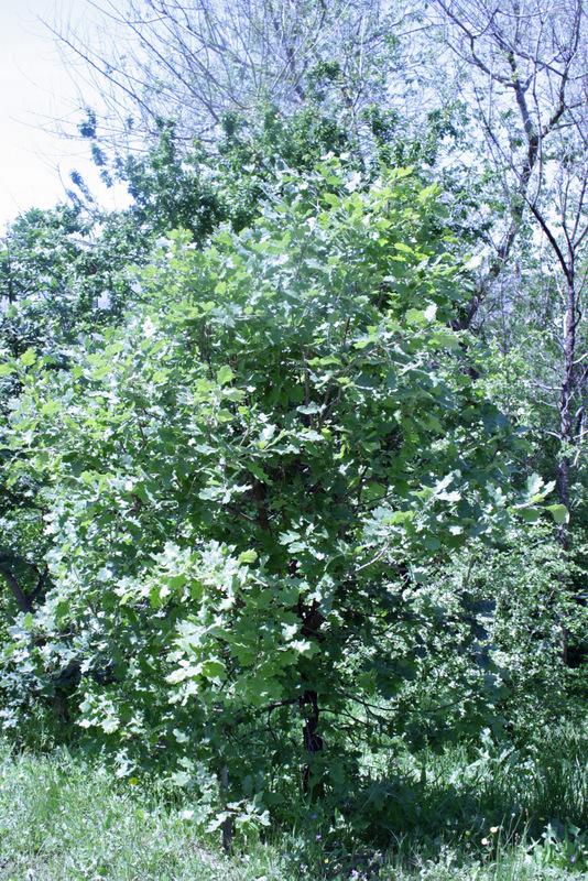 Pyrenean Oak (Quercus pyrenaica) - Garden.org