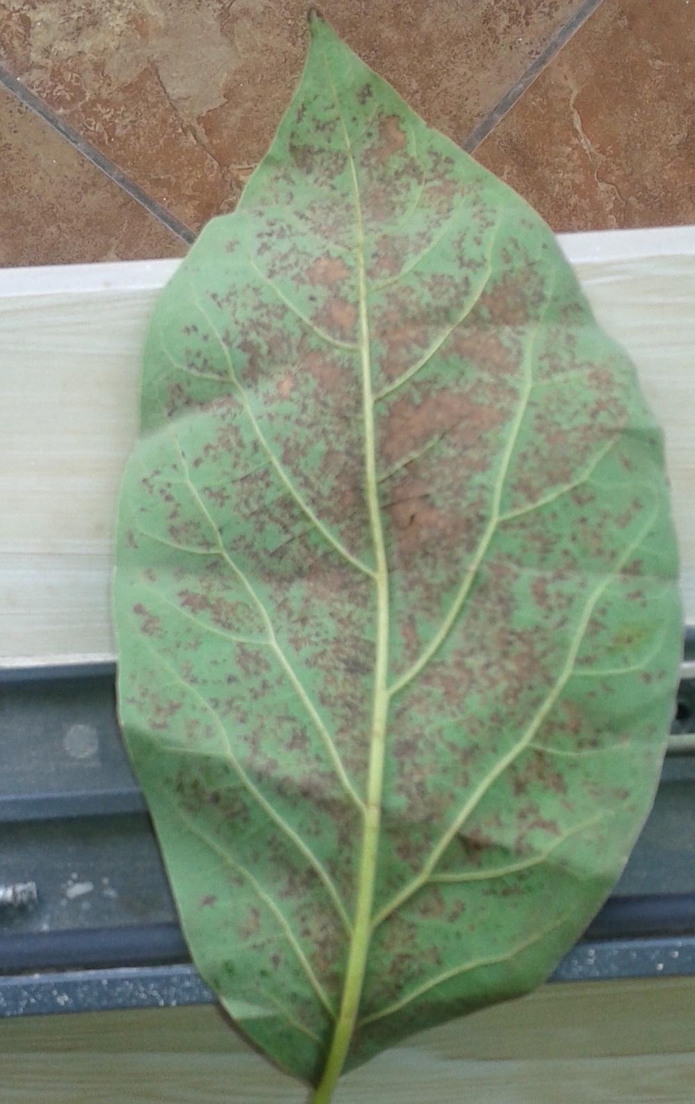 Small rusty spots on Hass avocado leaves in the Ask a Question forum ...
