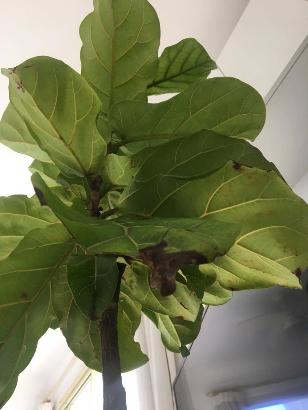 Why is my Fiddle Leaf Fig looking so sad? in the Houseplants forum ...