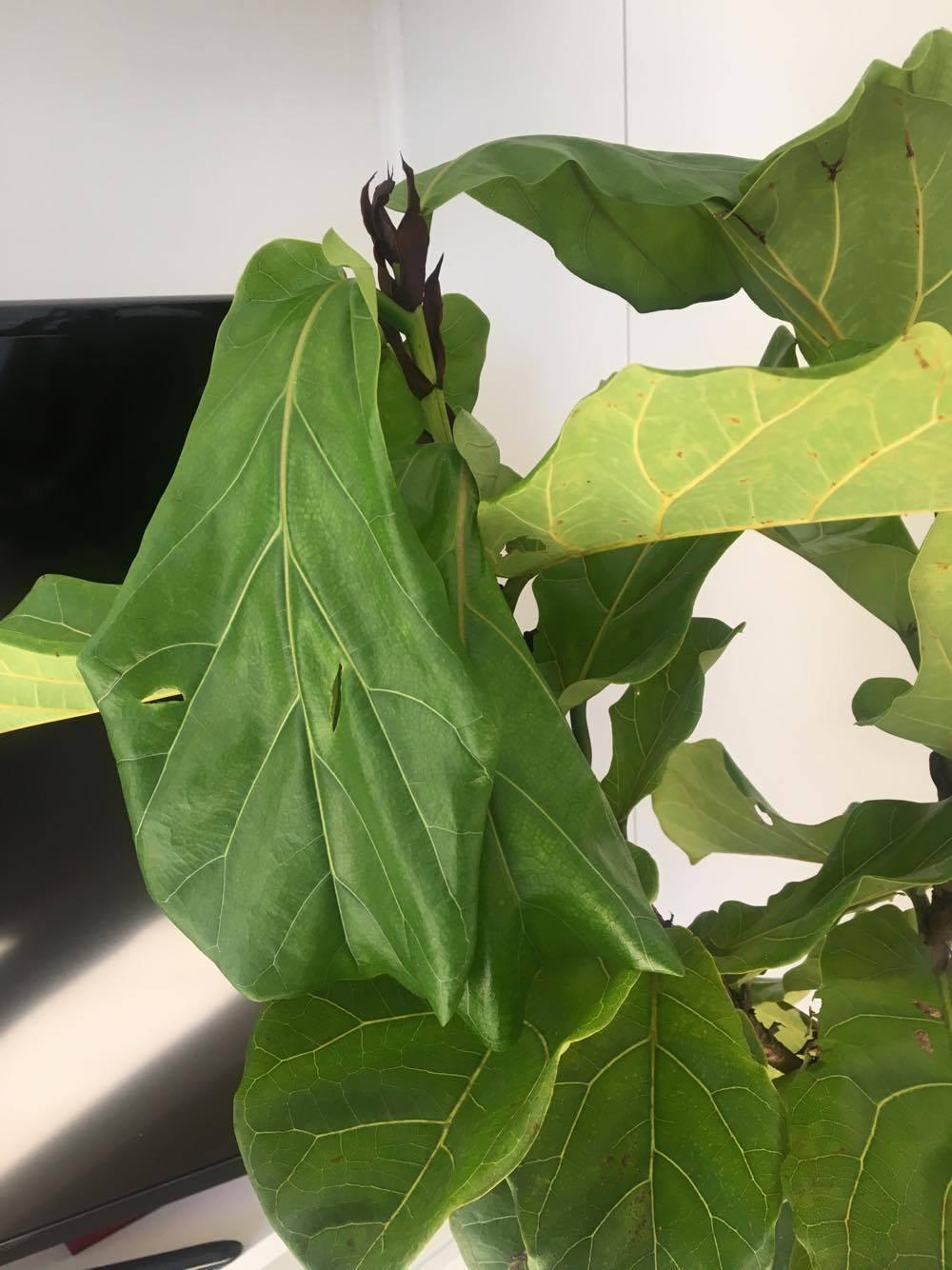 Why is my Fiddle Leaf Fig looking so sad? in the Houseplants forum ...