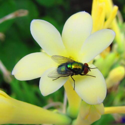 Tuberose (Agave polianthes 'Yellow Baby') in the Agaves Database ...