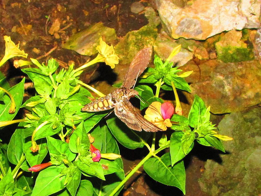 Mirabilis: Plant Care and Collection of Varieties - Garden.org