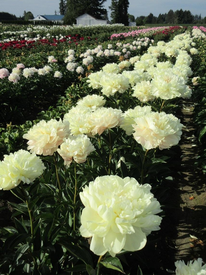 Full Peony Garden Pictures? in the Peonies forum - Garden.org