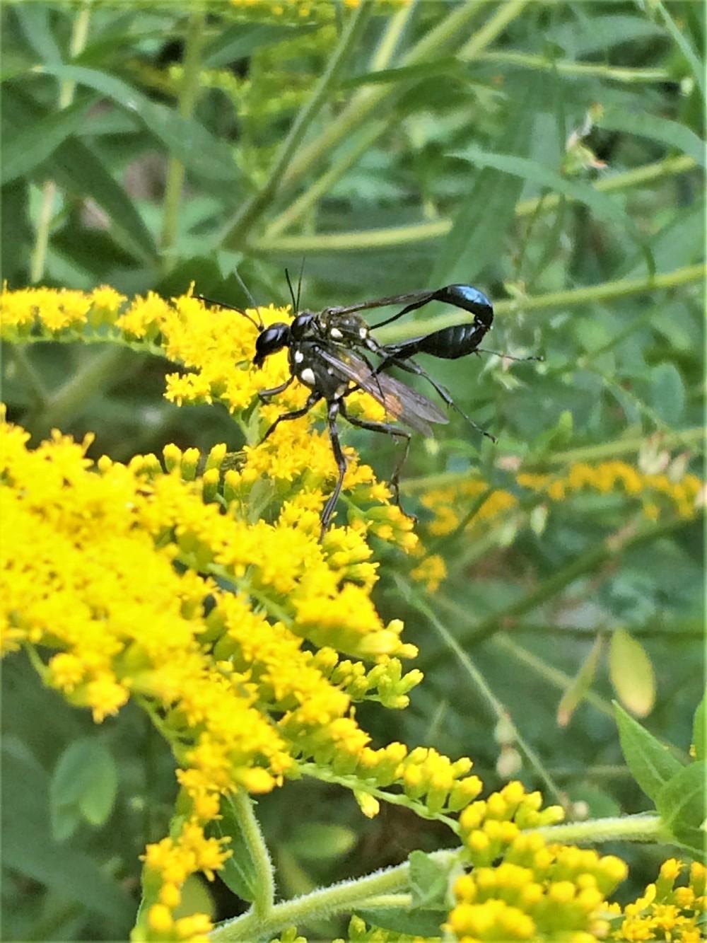 Photo of the bloom of Goldenrod (Solidago rugosa) posted by ...