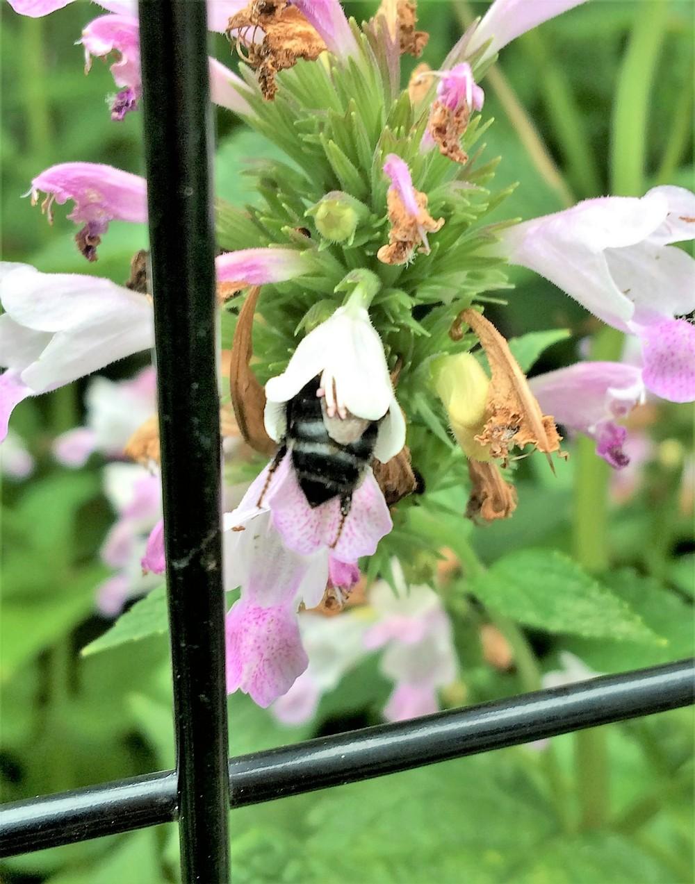 Catmints: Plant Care and Collection of Varieties - Garden.org