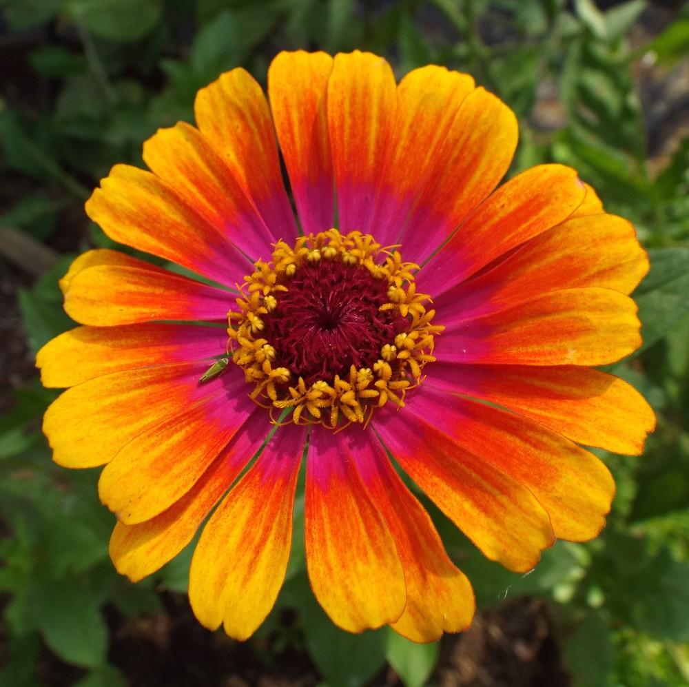 Zinnia (Zinnia elegans 'Carousel Mix') - Garden.org