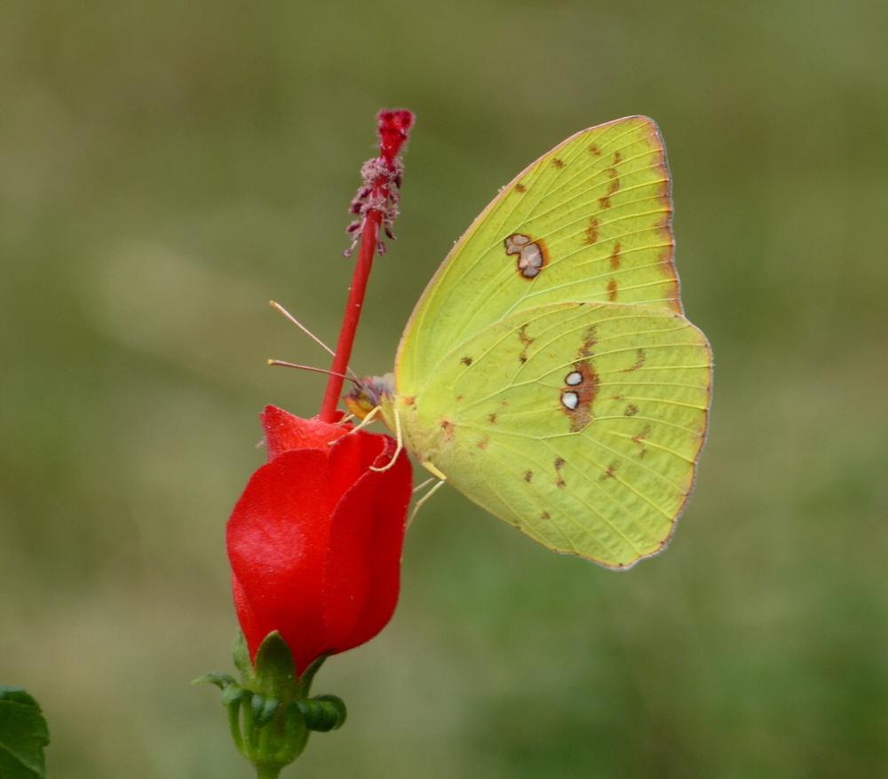Photo of the bloom of Turk's Cap (Malvaviscus arboreus var. drummondii) posted by wildflowers ...